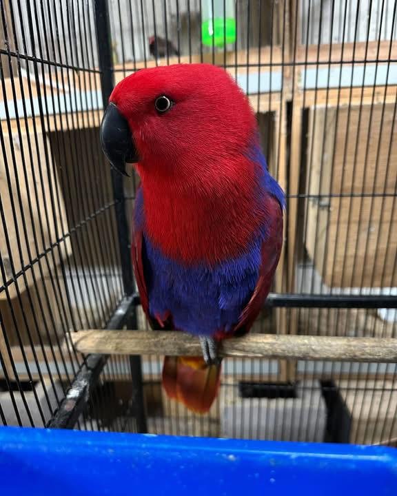 Eclectus Parrot for Sale UK | Hand-Raised & Tame