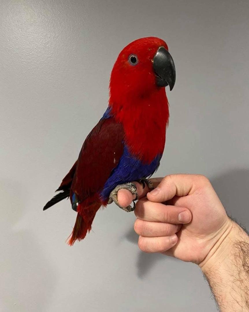 Eclectus Parrot for Sale UK | Hand-Raised & Tame