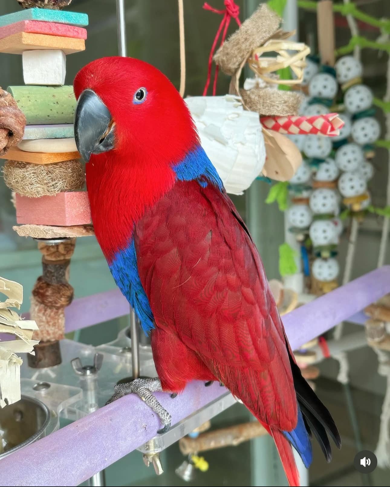 Eclectus Parrot for Sale UK | Hand-Raised & Tame