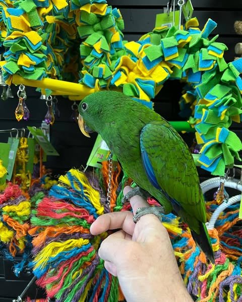 Eclectus Parrot for Sale UK | Hand-Raised & Tame